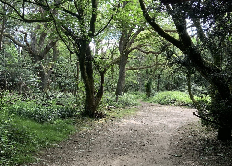 探索萨里：美洛高地 Explore Surrey: Merrow Downs | Surrey meets China